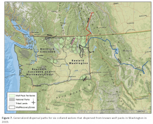 Washington Wolf Count Rises Yet Again, Up 11 Percent