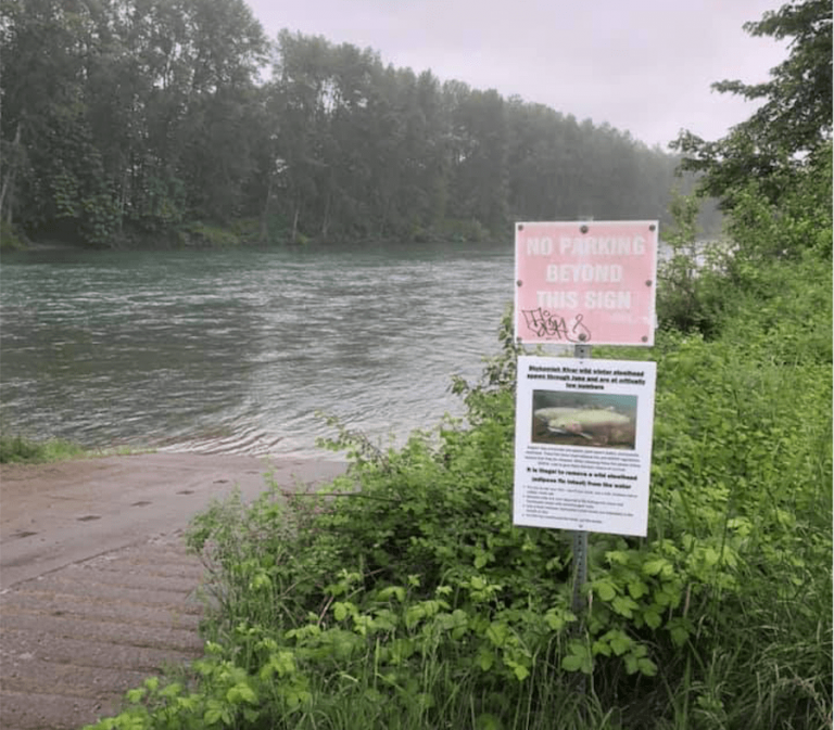 Skykomish Anglers Asked To Avoid Handling Wild Winter Steelhead As ...