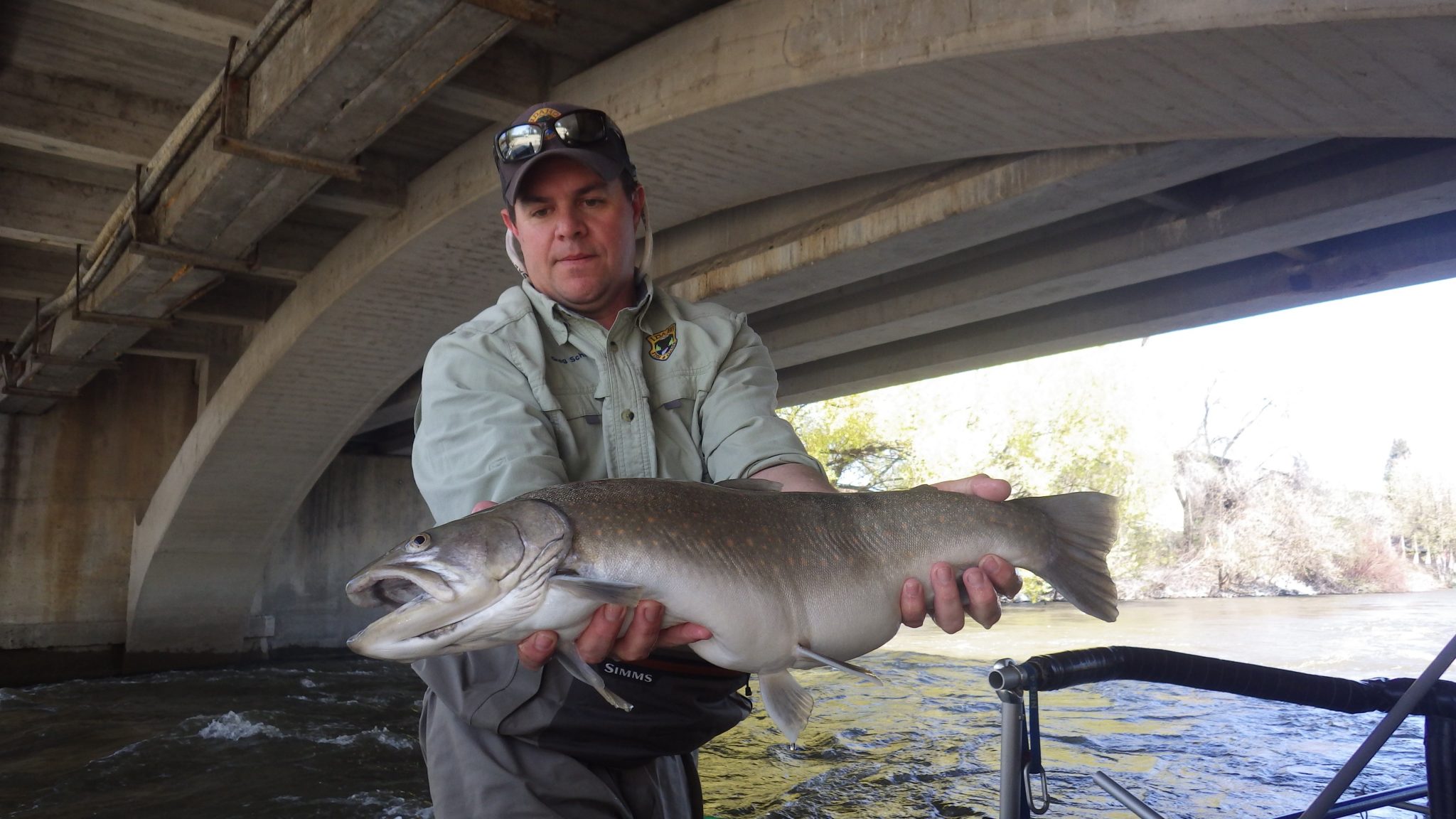 Bull Trout With Itchy Fins Tracked From Hells Canyon To Oregon's Imnaha ...