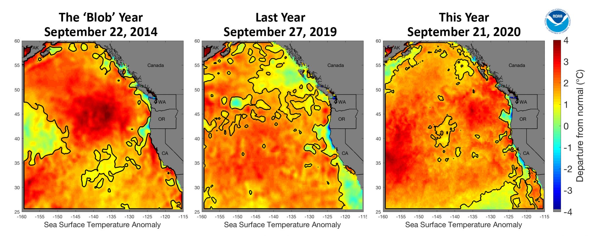 Researchers Mull Marine Heatwaves, aka Blobs, In North Pacific
