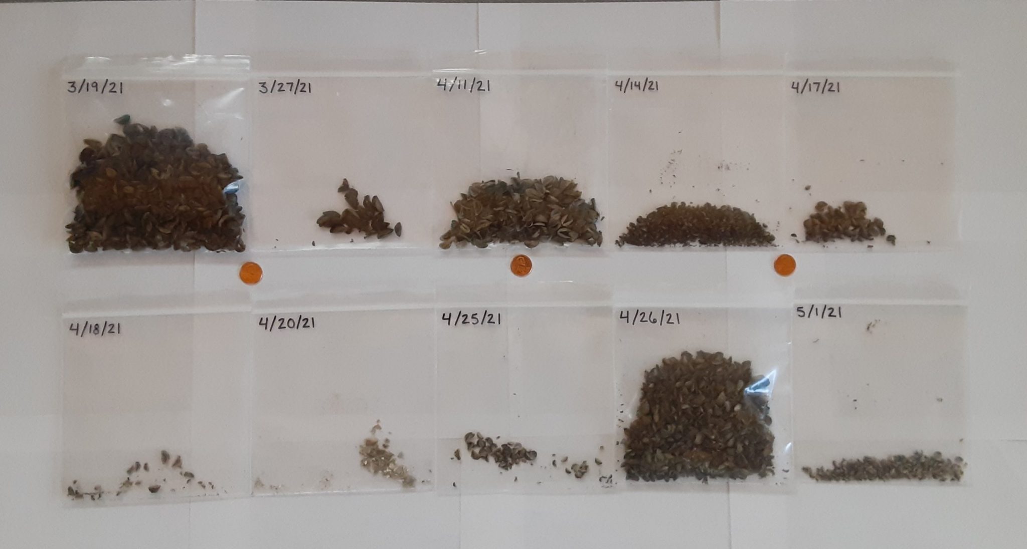 Invasive Mussels Found On 11 Boats Entering Washington So Far In 2021 ...