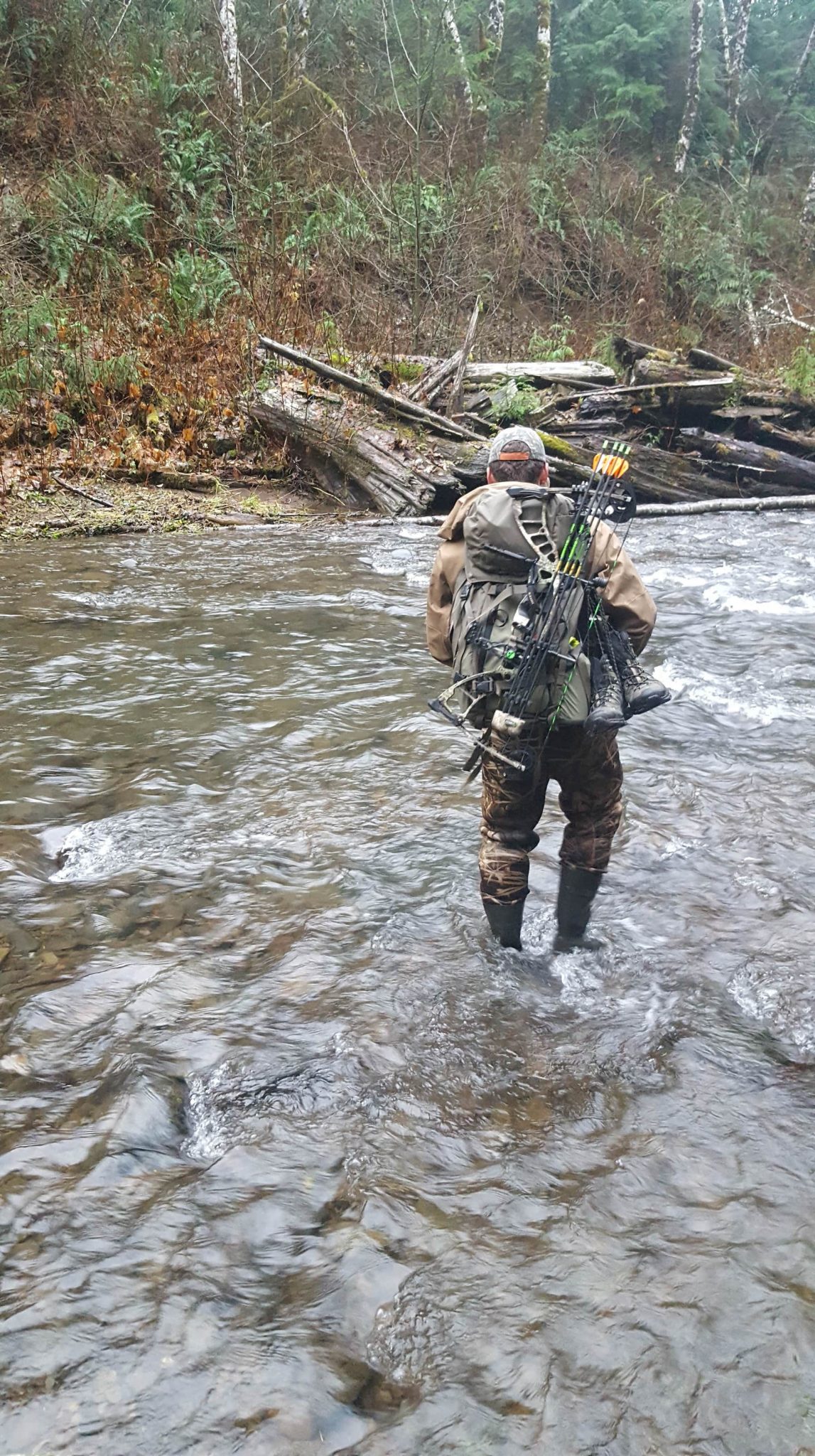 WDFW Details New Pilot Program For Westside Elk Hunters