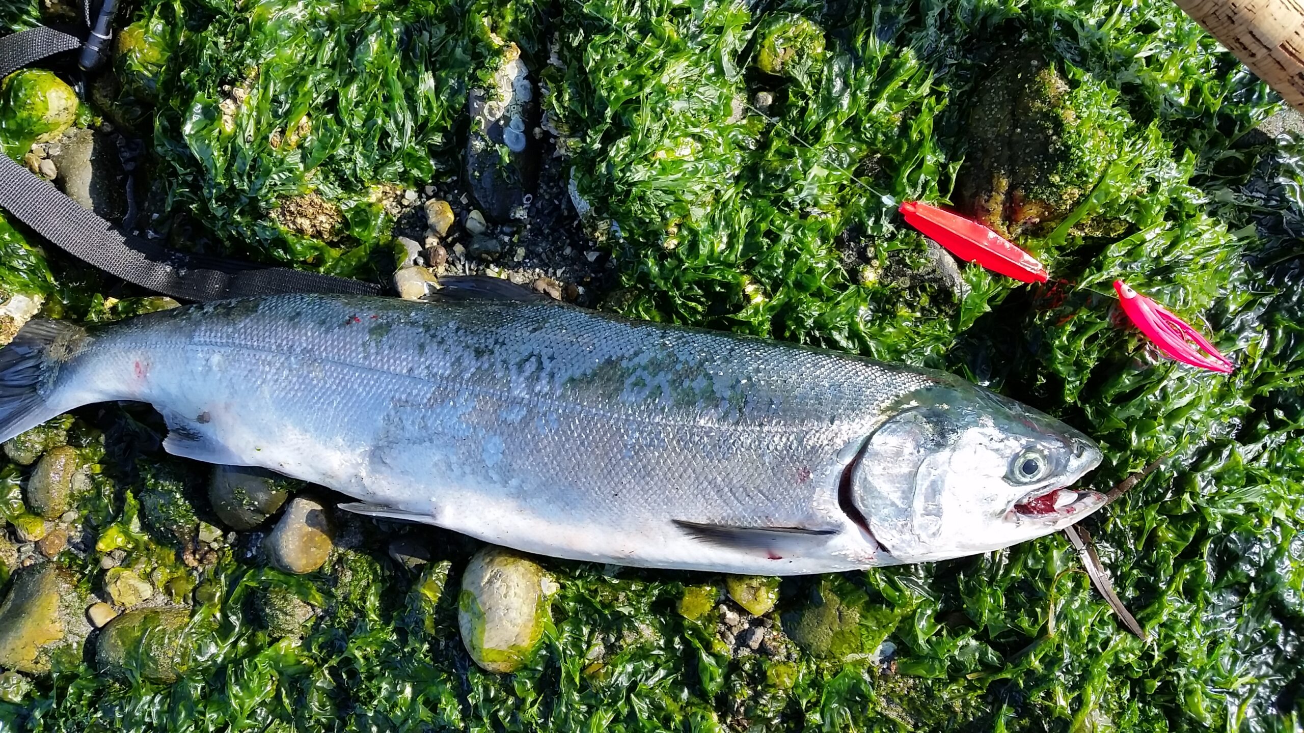 The Shore Solution: Area 11 Reopens For Pinks, Coho Off Bank Only