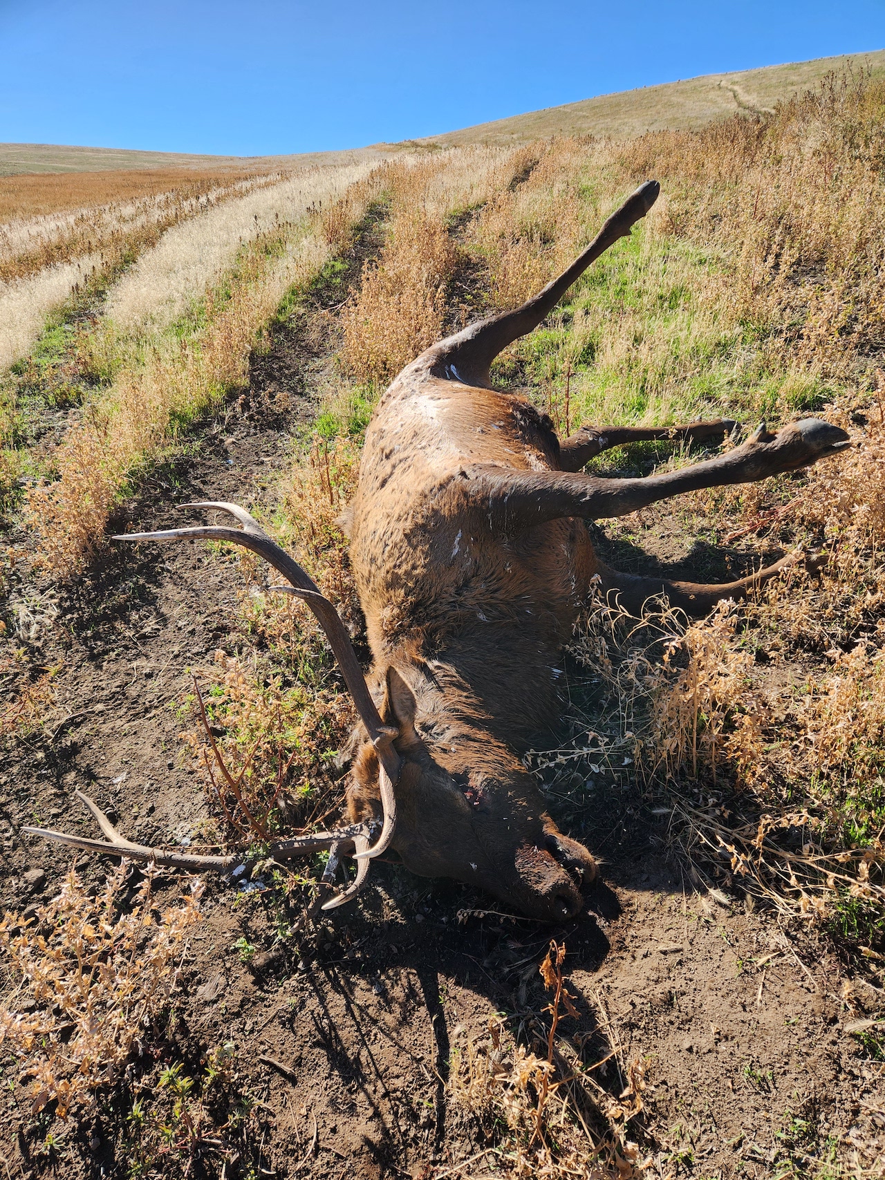 Troopers Ask For Info On 3 Elk Wasted In Northcentral Oregon