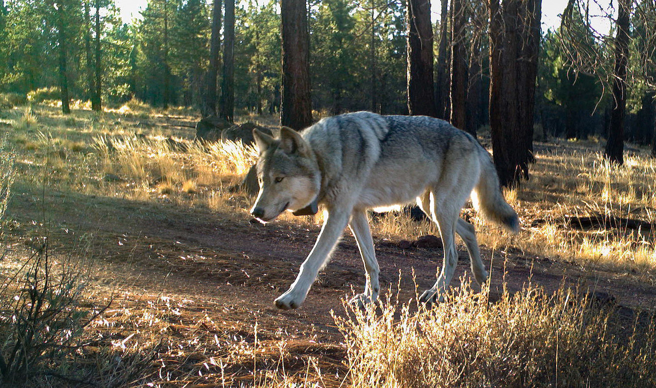 USFWS's Recent Wolf Decisions Hit, Miss: Boone And Crockett Club