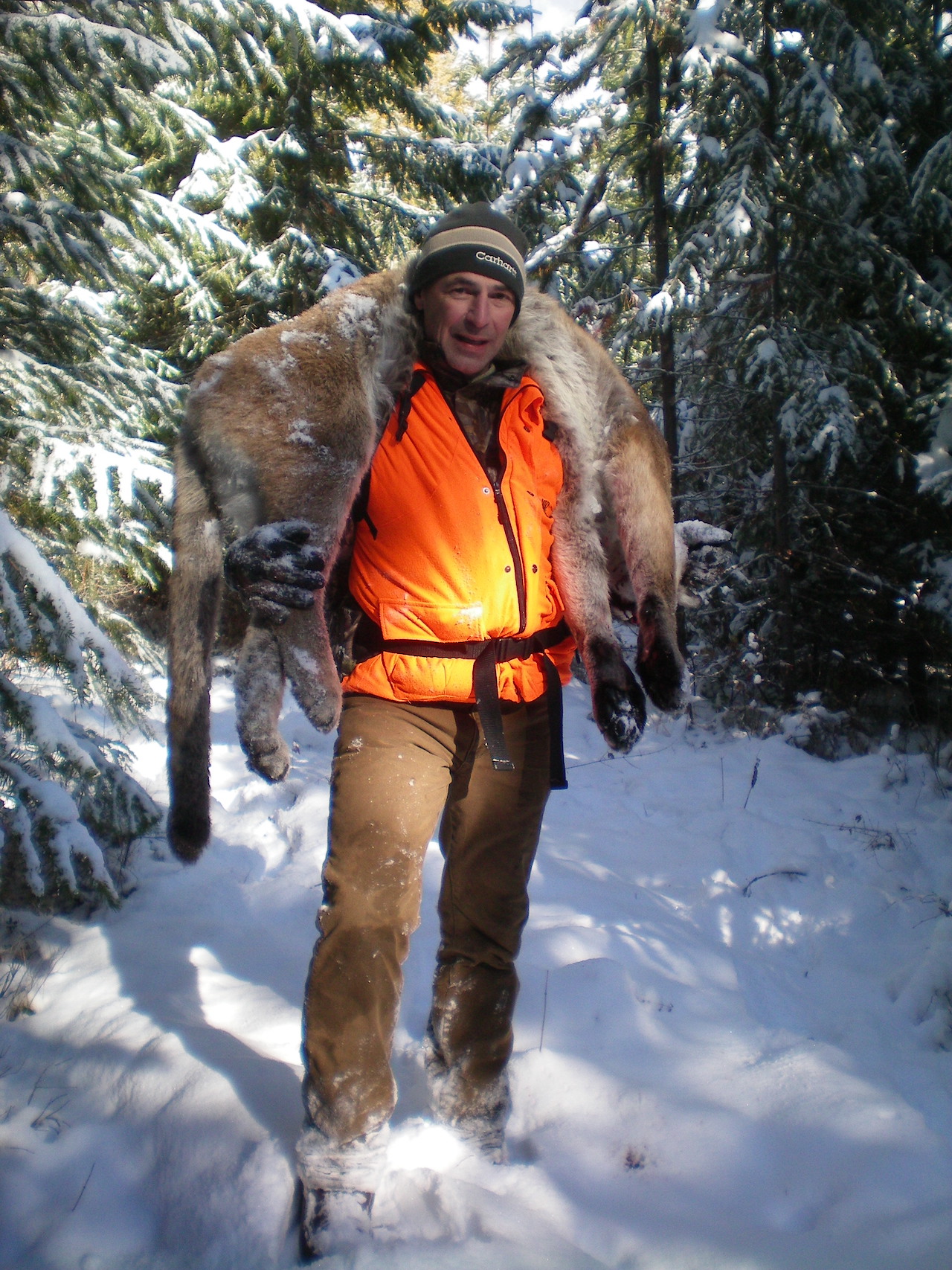 Got A Washington Cougar Tag? Remember To Check Quota Daily