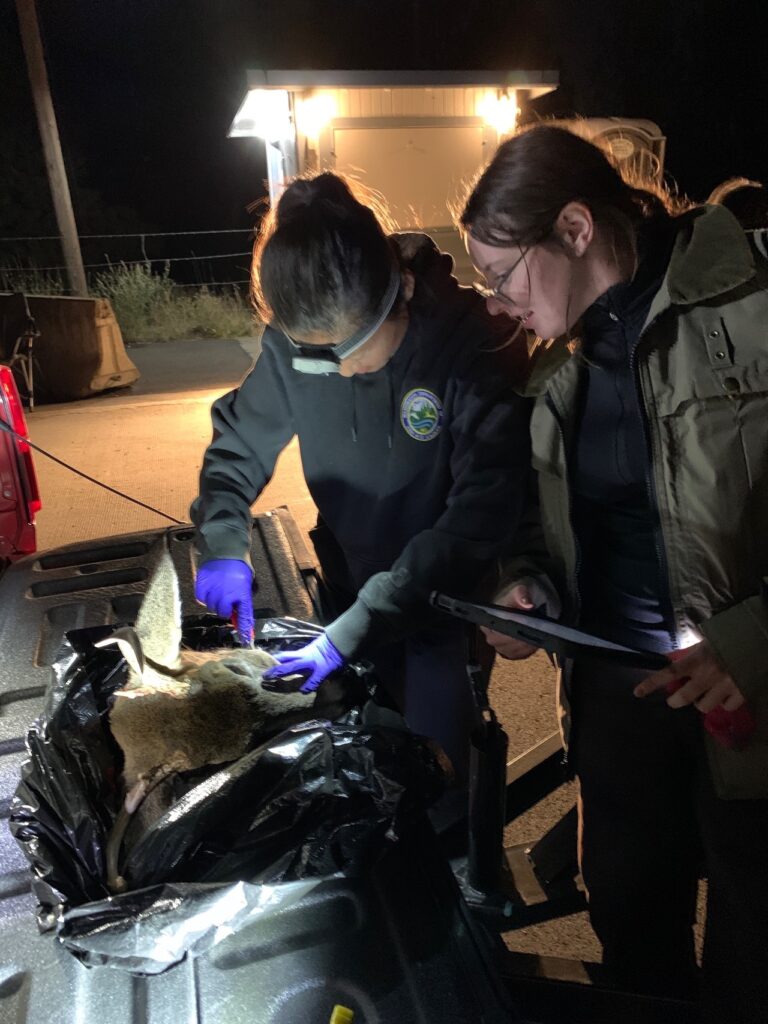 2nd Case Of CWD In WA Deer; Buck Taken By Hunter Near First Case