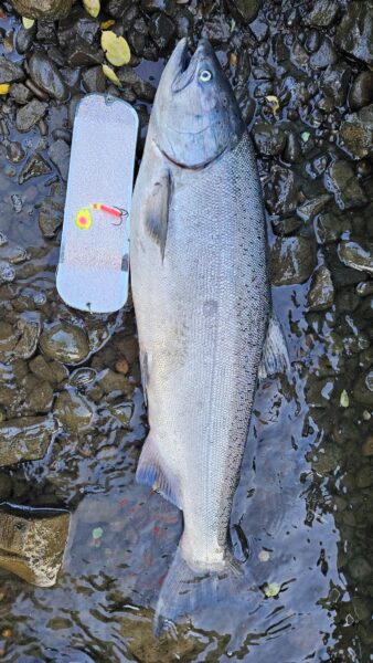 2025 Columbia River Spring Chinook, Other Forecasts Posted