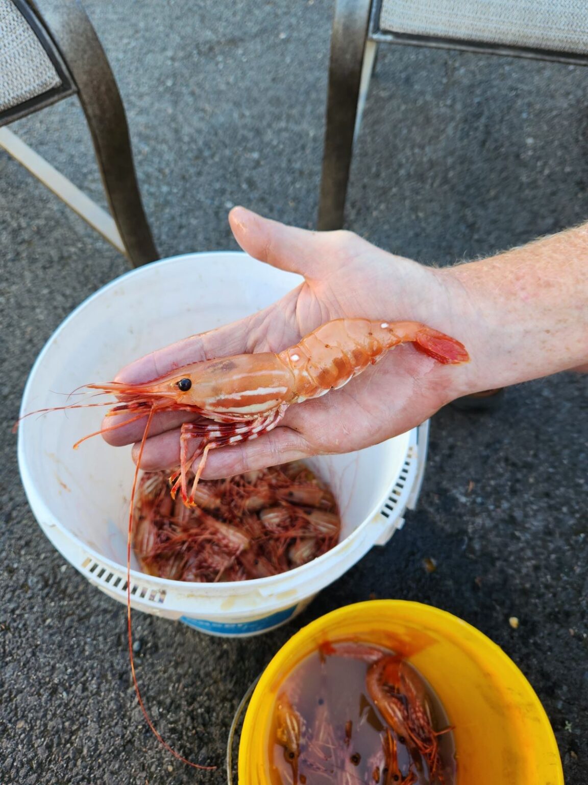 2025 Puget Sound, Straits, San Juans Spot Shrimp Seasons Announced