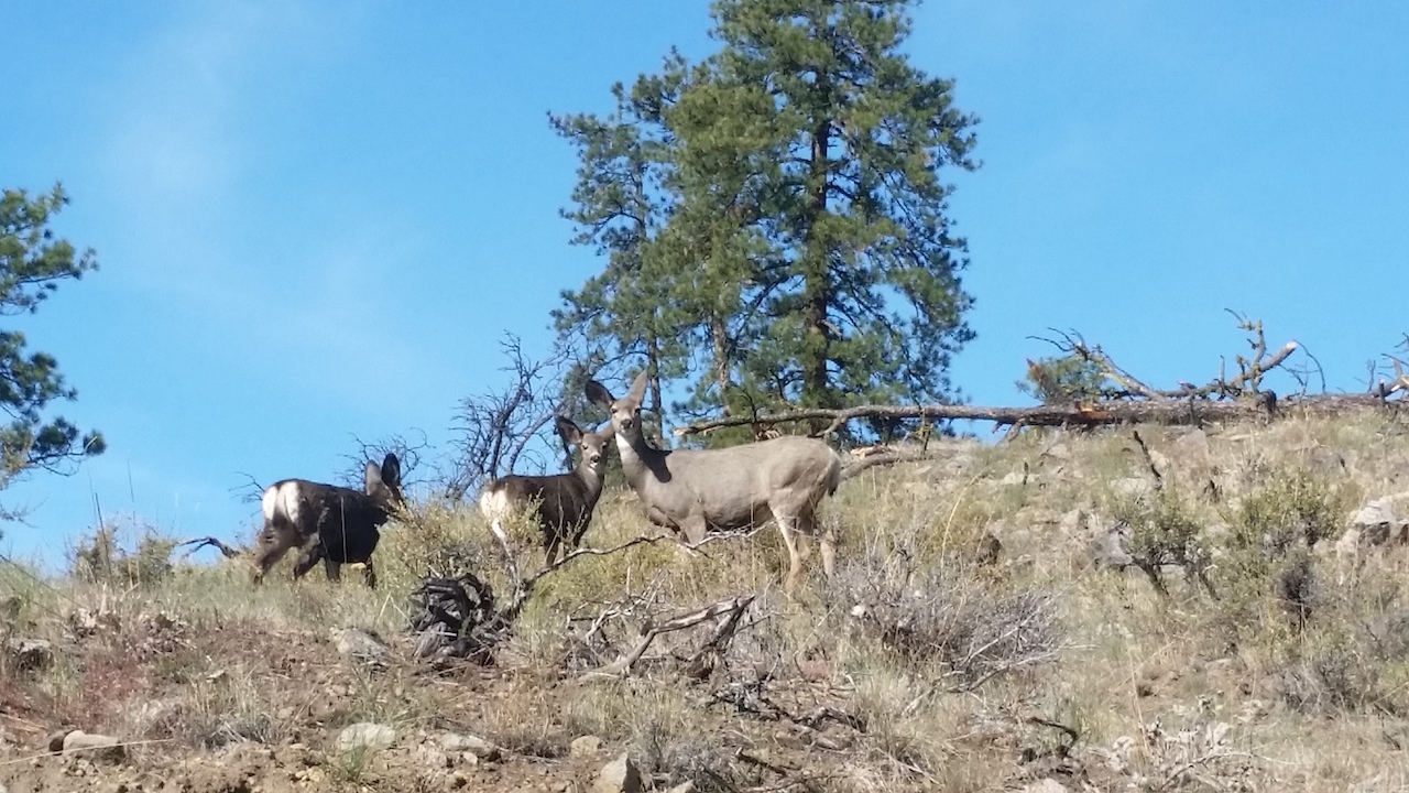 Final Draft Of Updated WDFW Game Management Plan Available Online