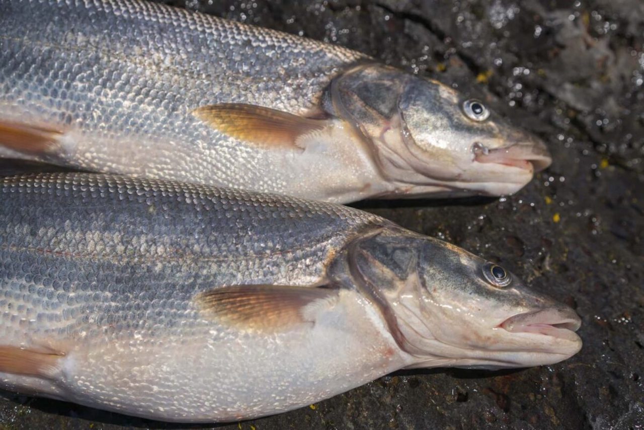 UPDATED Pikeminnow Season Extended At Select Stations