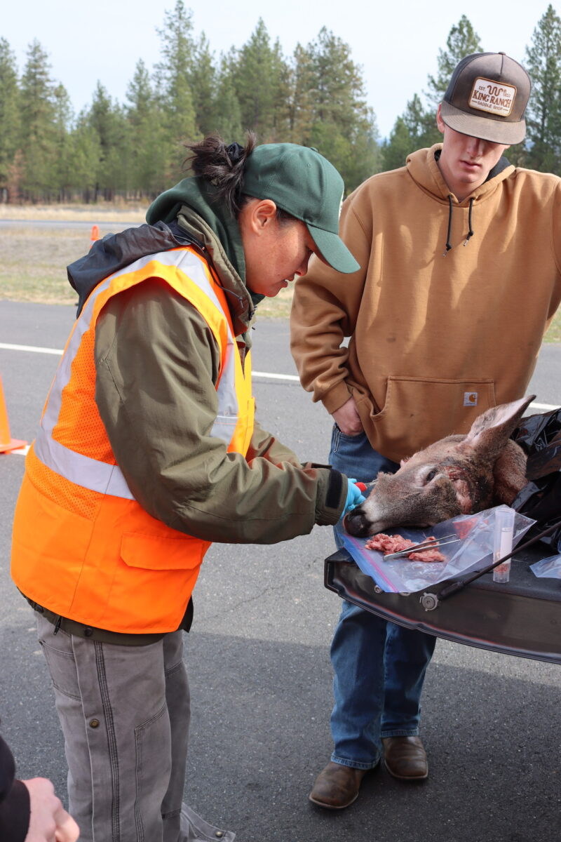 100-series Deer, Elk, Moose Carcasses Can't Be Moved Out Of Region ...