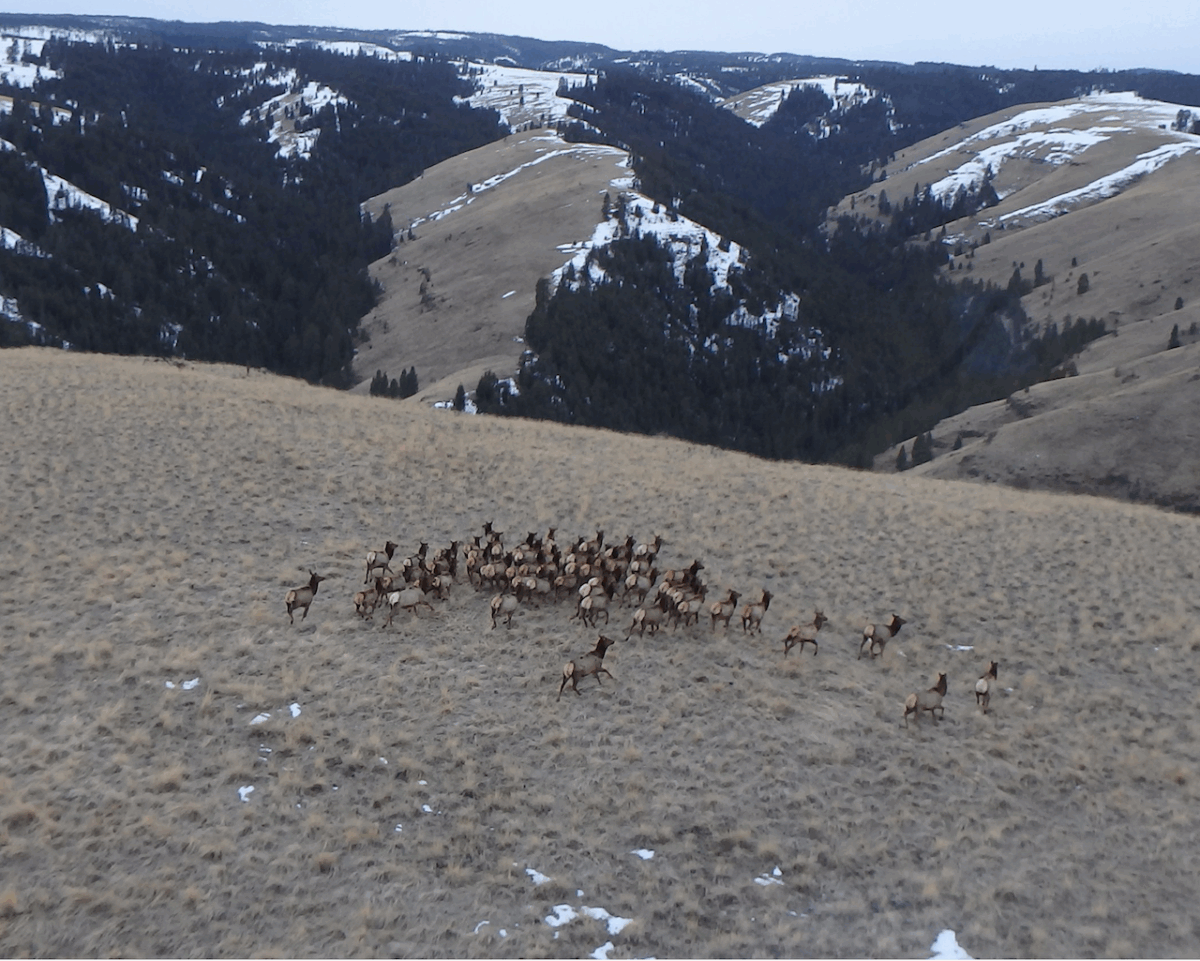WDFW Launching New Blue Mountains Elk Study - Guns n Gear Reviews