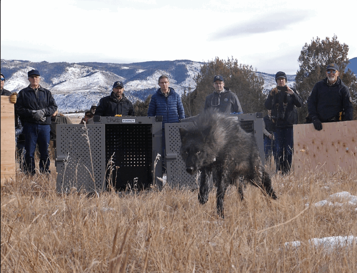 Colorado Again Asks Colville Tribes For Wolves From Northeast WA ...